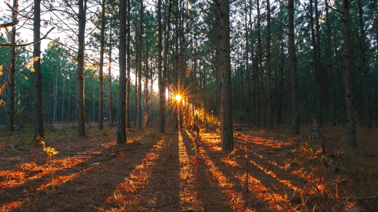 Capturing the Beauty of Spring: Photography Tips for Introverts ...